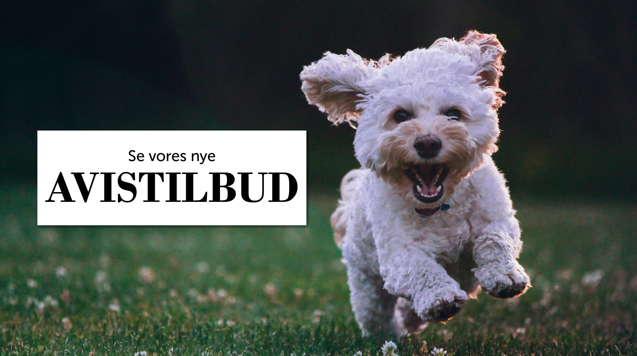 Septemberens avistilbud AgroLand